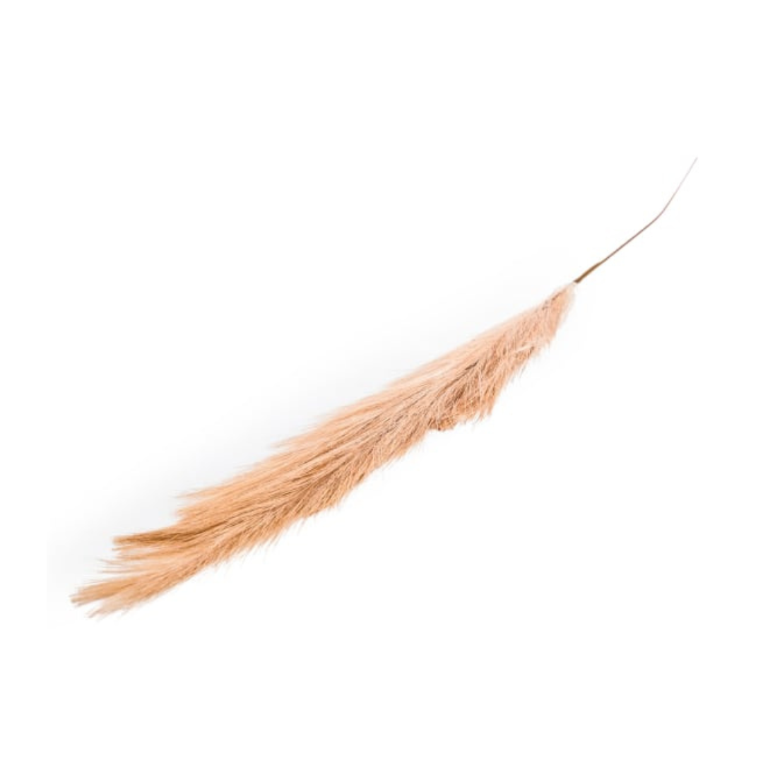 Single Brown Reed Stem | General Accessories | Foy And Company - Foy ...